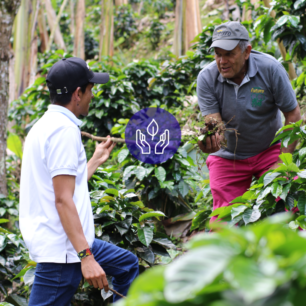Compostaje de la pulpa de café - Academia de Carbono