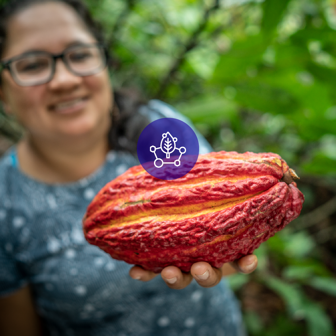 Aprovechamiento de la agroforestería en mi finca cacaotera - Academia ...